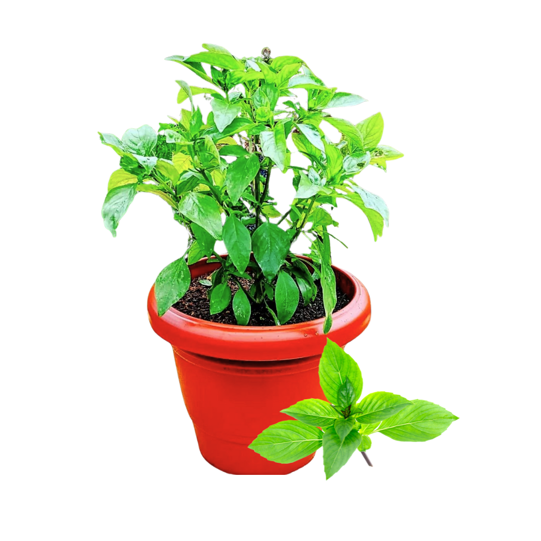 Thai Sweet Basil Live Plant, Fragrant Edible Herb for Patio, Balcony ...