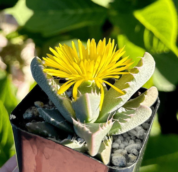 Live Tiger Jaw Plant - Faucaria Tigrina Plant - Rare Succulent Plant ...