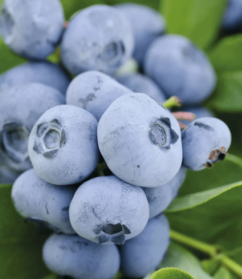 Live Top Hat Blueberry Plant Northern Highbush Blueberry Tree Vaccinium ...