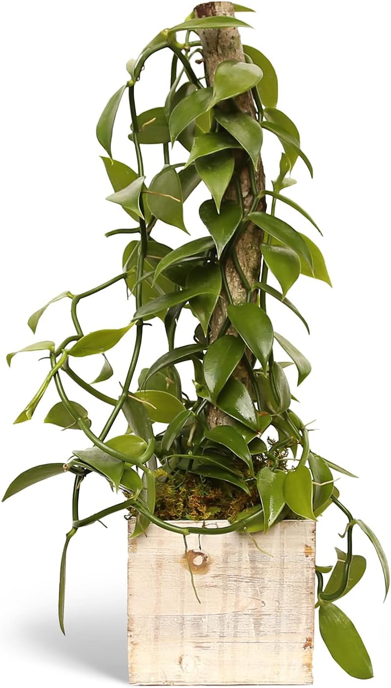Live Vanilla Orchid, Vanilla Panifolia Orchid with Totem, Trailing ...