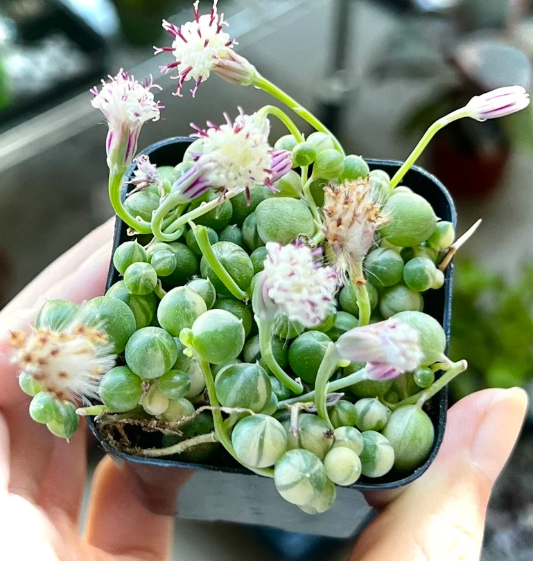 Live Variegated String Of Pearls Plant - Variegated String Of Pearls ...