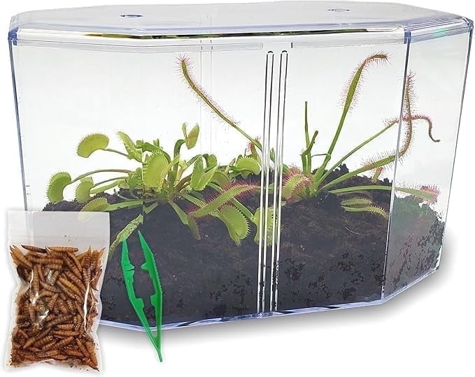 Live Venus Flytrap & Sundew Kit with Carnivorous Plant Food, Tweezers ...
