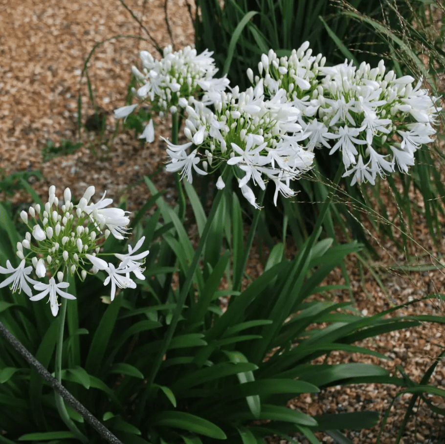 Live White Agapanthus Getty Plant African Lily Hardy Perennial Flower ...