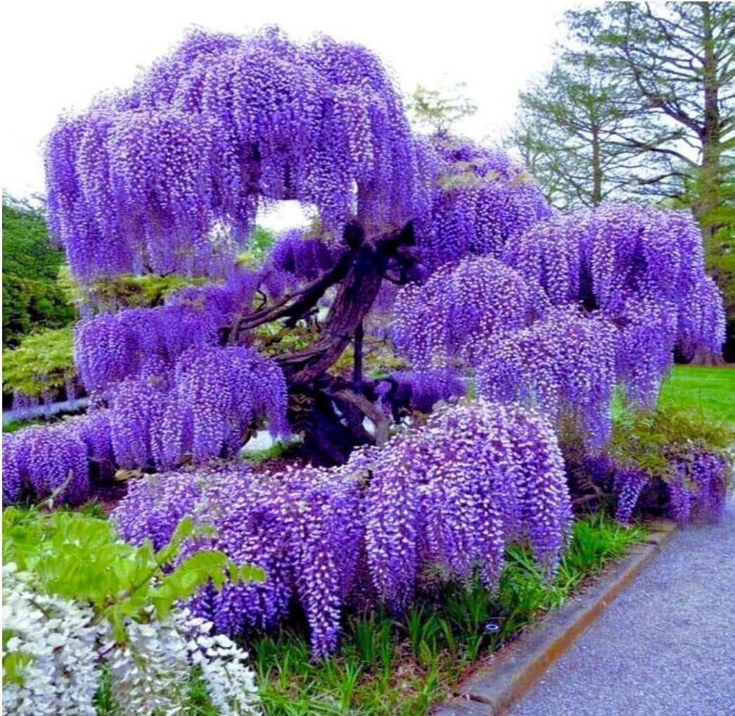 Live Wisteria Plant, 6 to 12 Iinch Fragrant Flowering Vine, Hardy ...