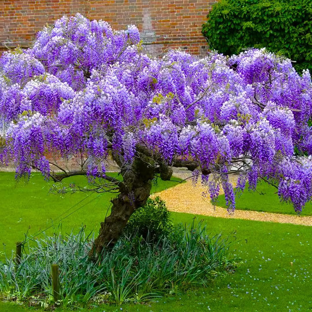 Live Wisteria Plant in Pot, 6 to 12 Inch Fast-Growing Flowering Vine ...