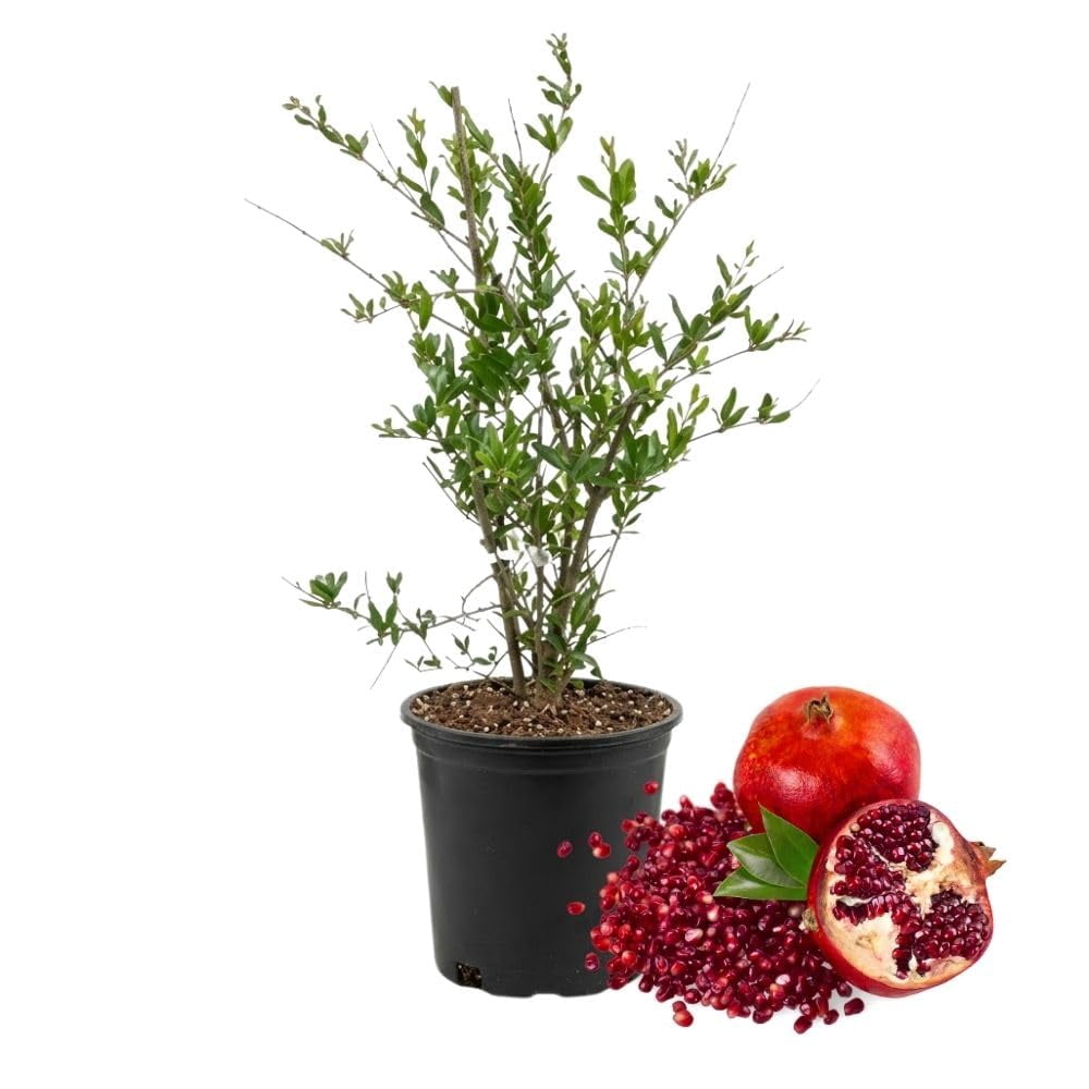 Live Wonderful Pomegranate Plant 4-7" Tall, Hardy Dwarf Pomegranate ...