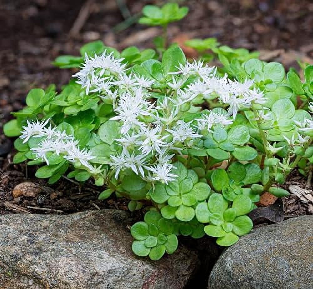 Live Woodland Stonecrop Plant (Sedum ternatum) in 2.5 inch Pot - Native ...