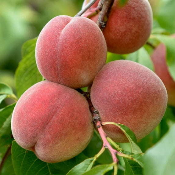 Live Zee Lady Peach Tree Red Yellow Peach Fruit Plant 6-12 Inch Tall ...