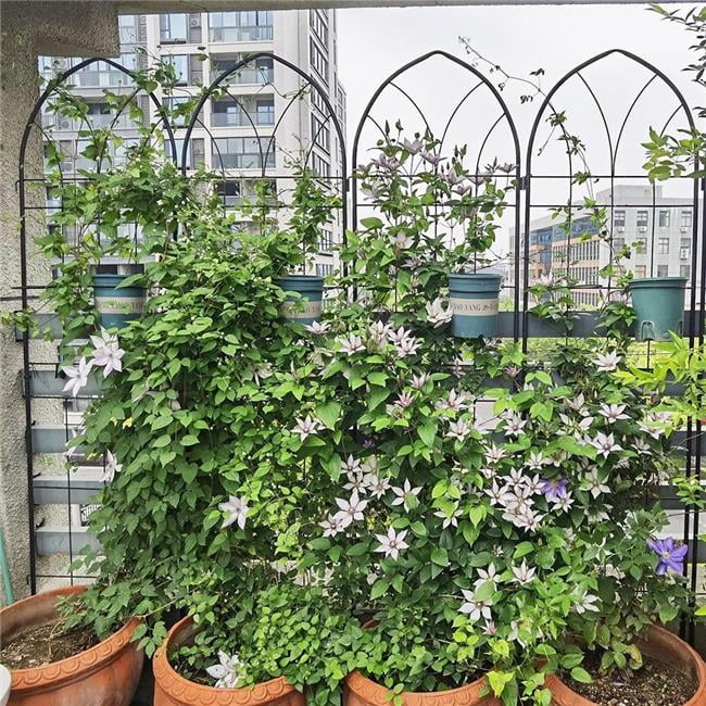 Liveditor QWE-LGWQ00443 4 Pack 78' Tall Black Metal Trellis, Rustproof ...