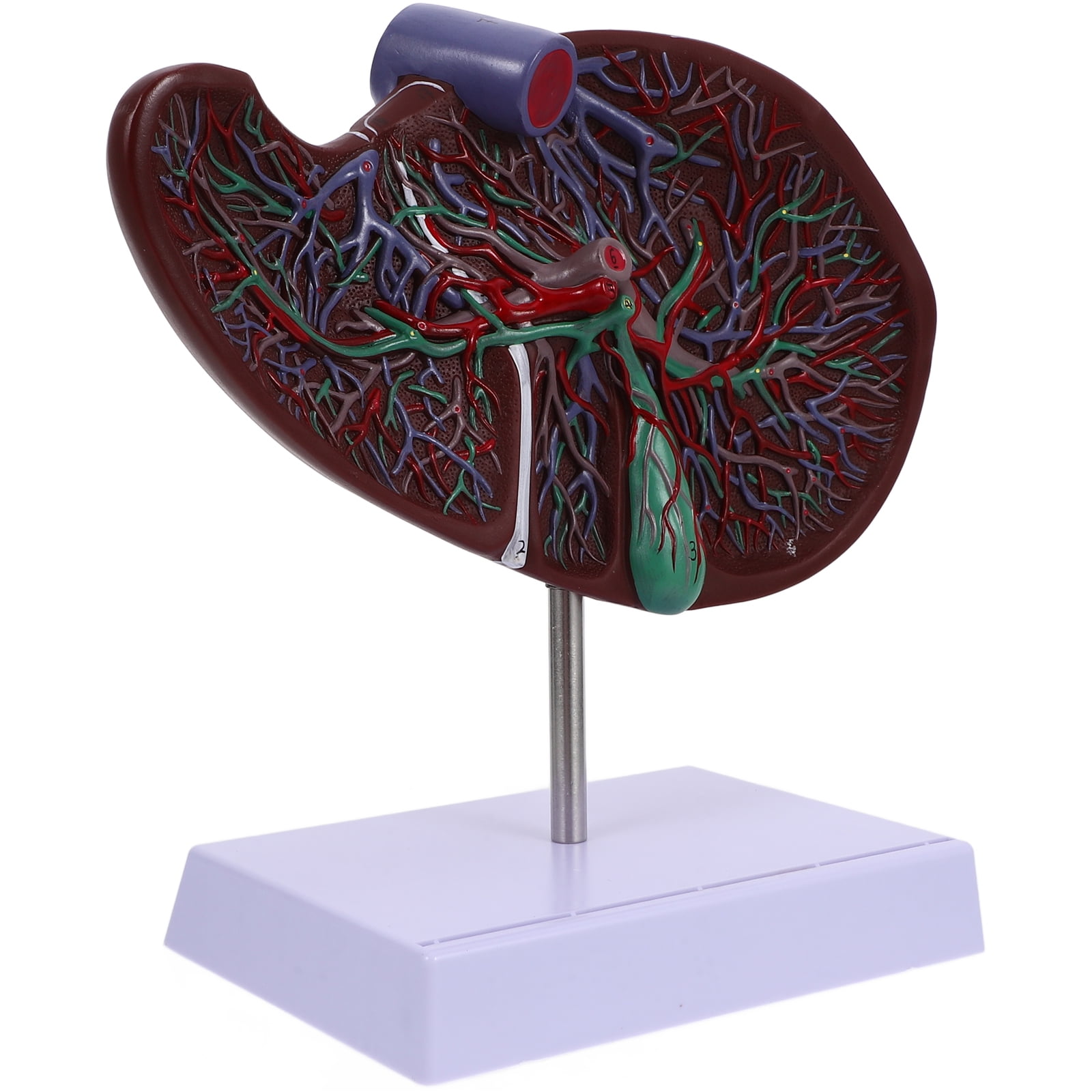 Liver Anatomical Model Cod School Display Human Body Models - Walmart.com