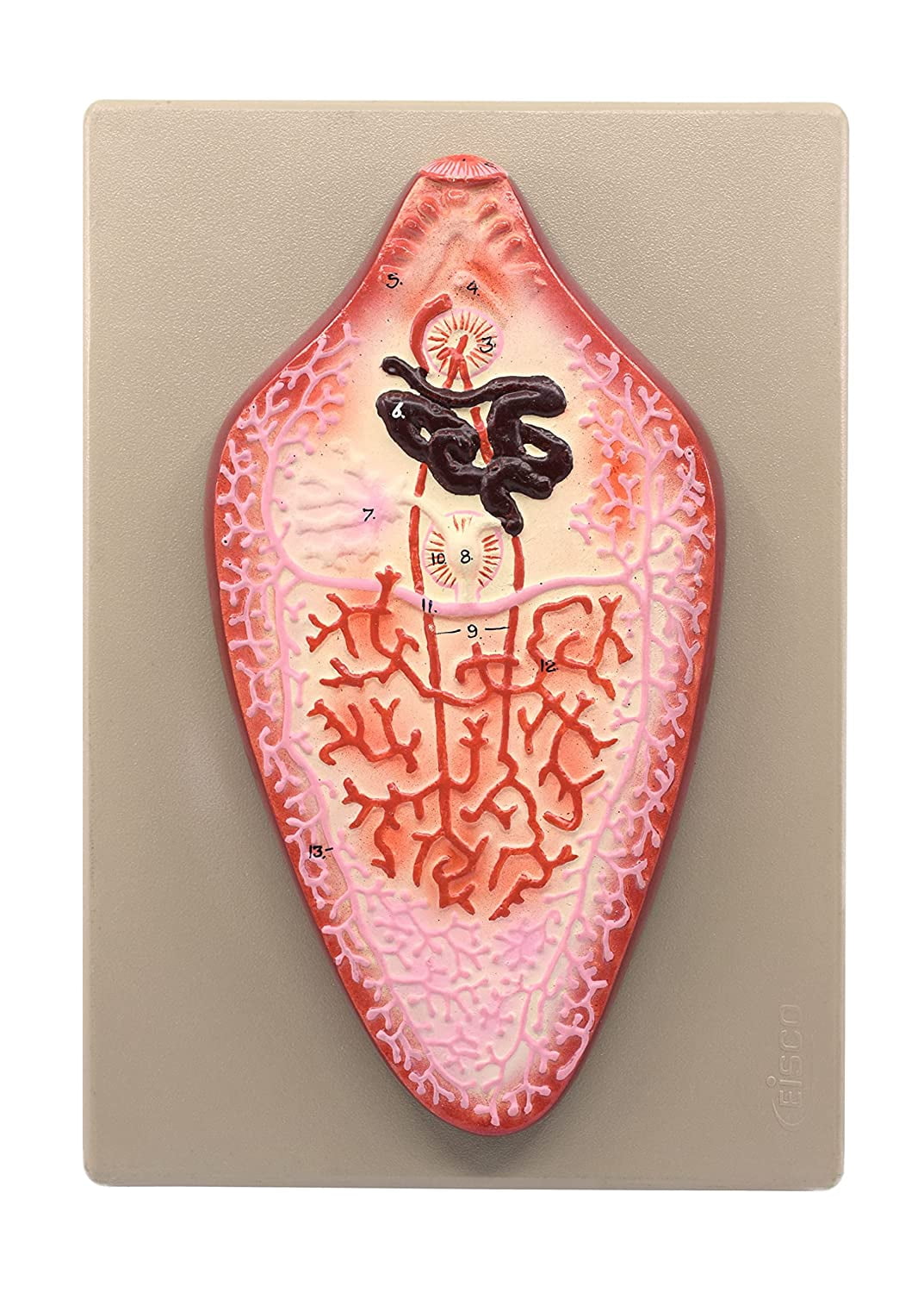 Liver Fluke Worm Model, 10" x 7" - Hand Painted, Numbered Details ...