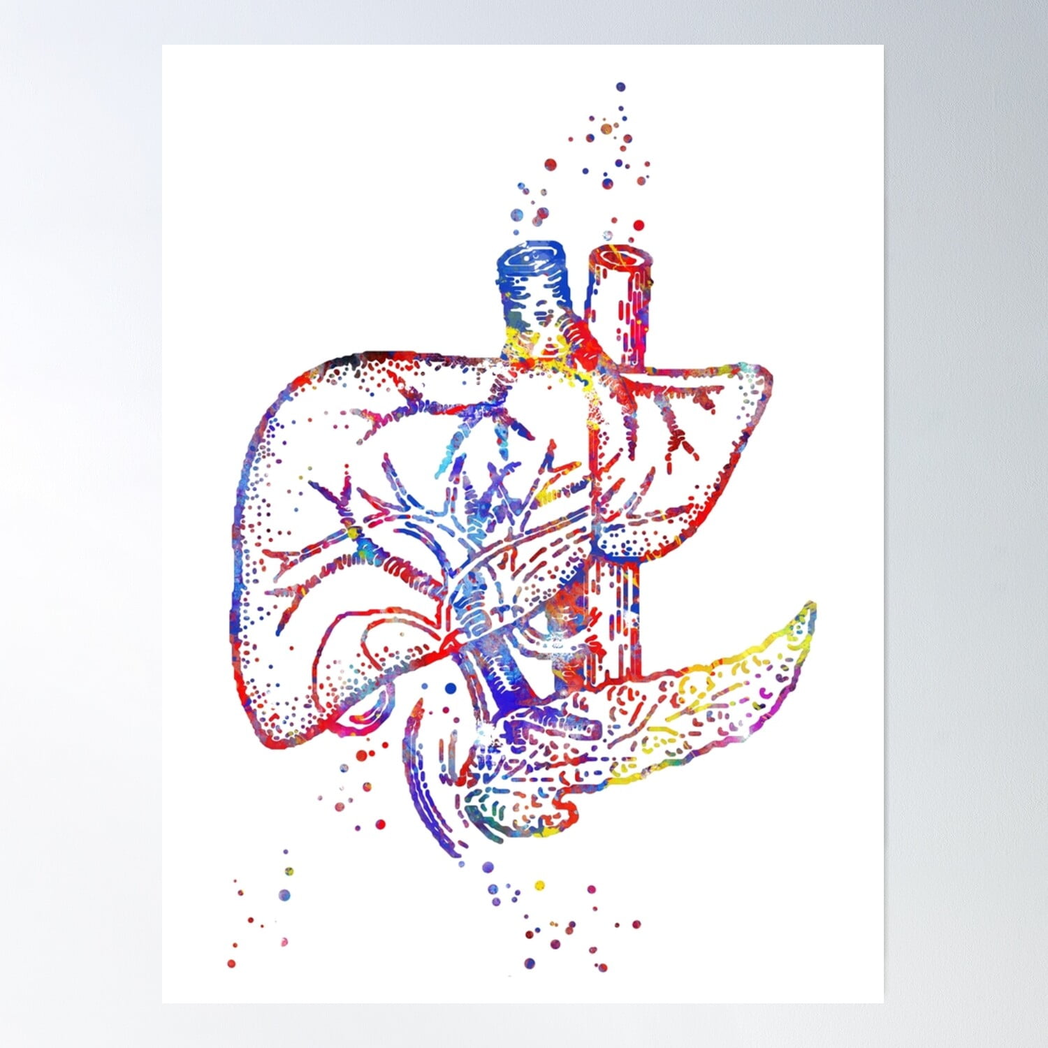 Liver, Human Organs, Liver Art, Liver Anatomy, Human Liver Anatomy ...