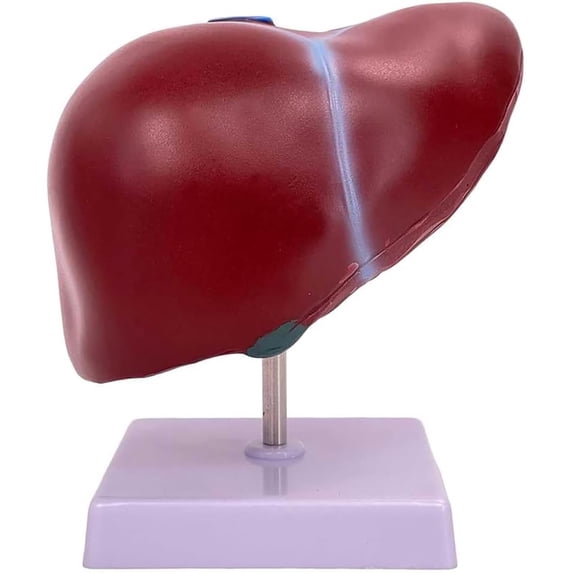 Liver Mode, Liver Model Anatomy with Digital Labeled, Texture and ...