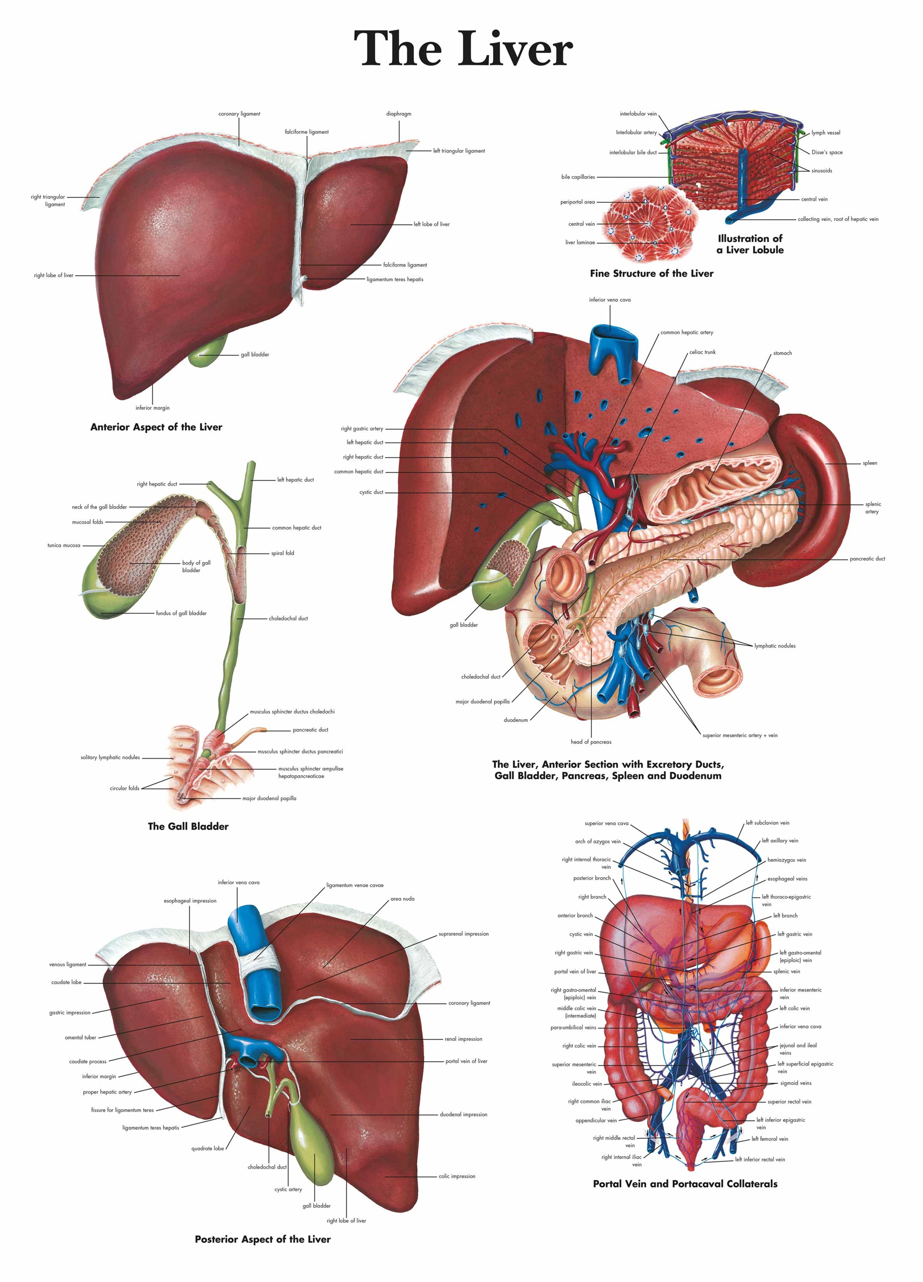The Liver Wall Art Posters Canvas Print Artwork Wall Chart Human ...
