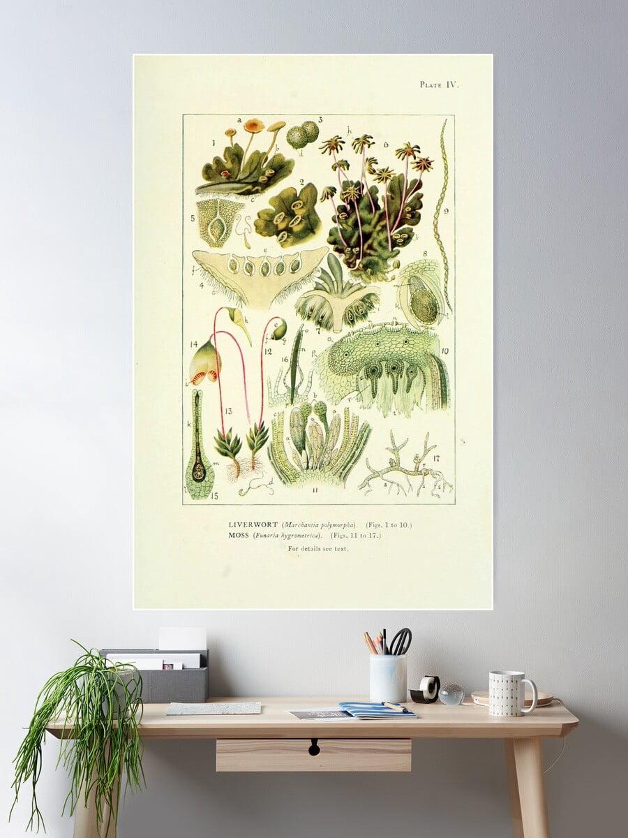 Liverwort And Moss - Botanical Illustration Poster Wall Art, Modern ...