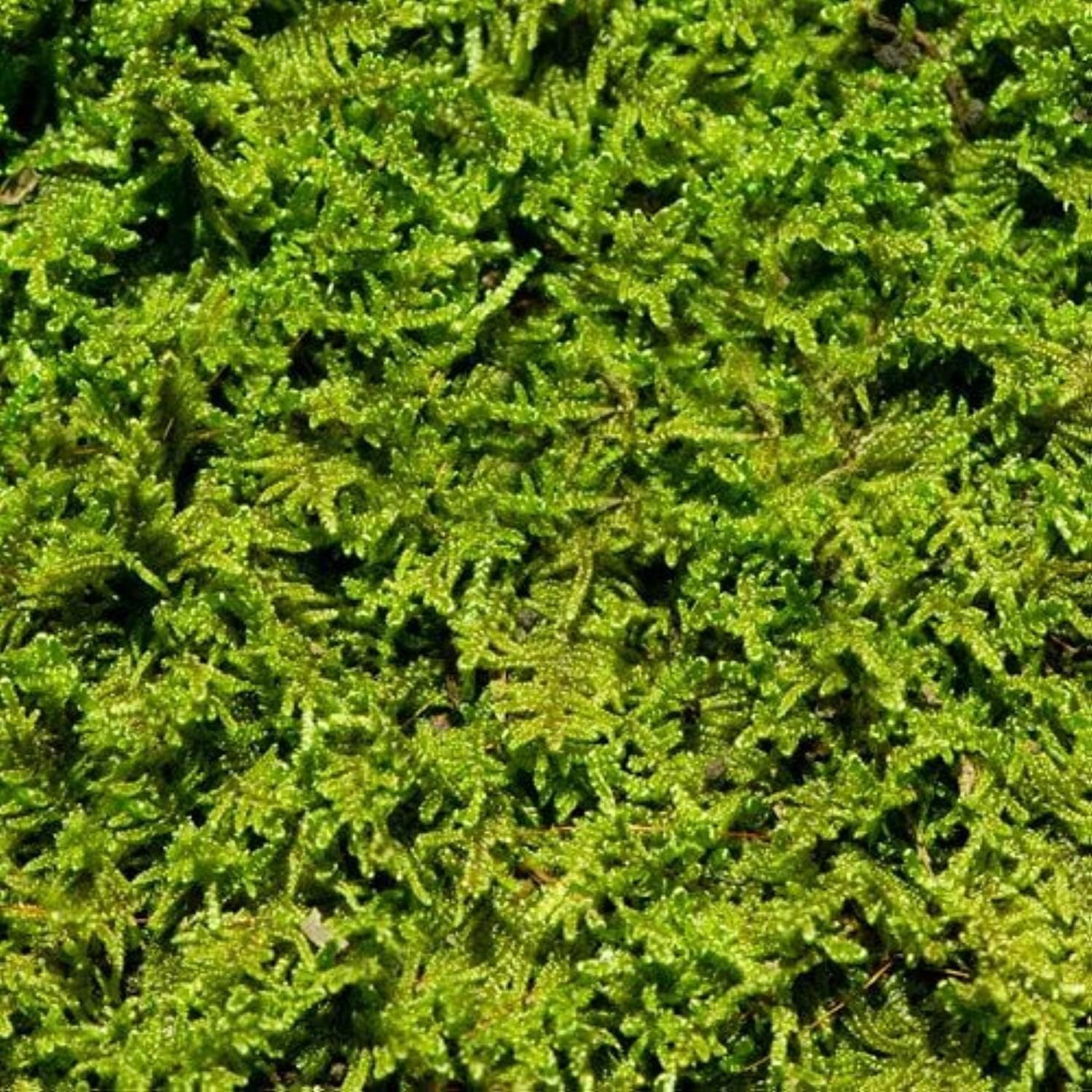 Sheet Moss Perfect for Terrariums & Bonsai Decor - Walmart.com
