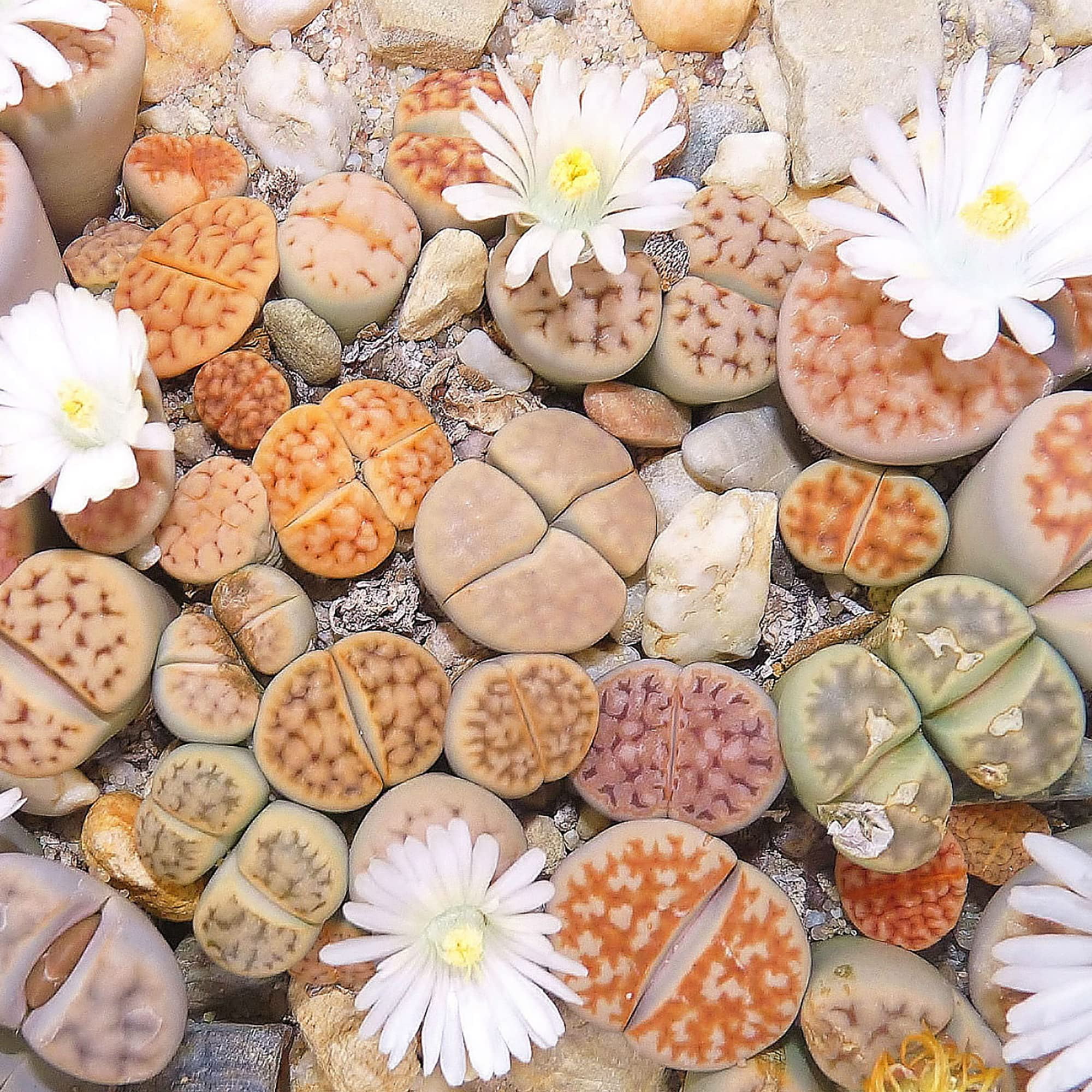 Living Stones SeedsTRDN Lithops, Pebble Plants Perennial Low Maintenance GMO Free Patio ...