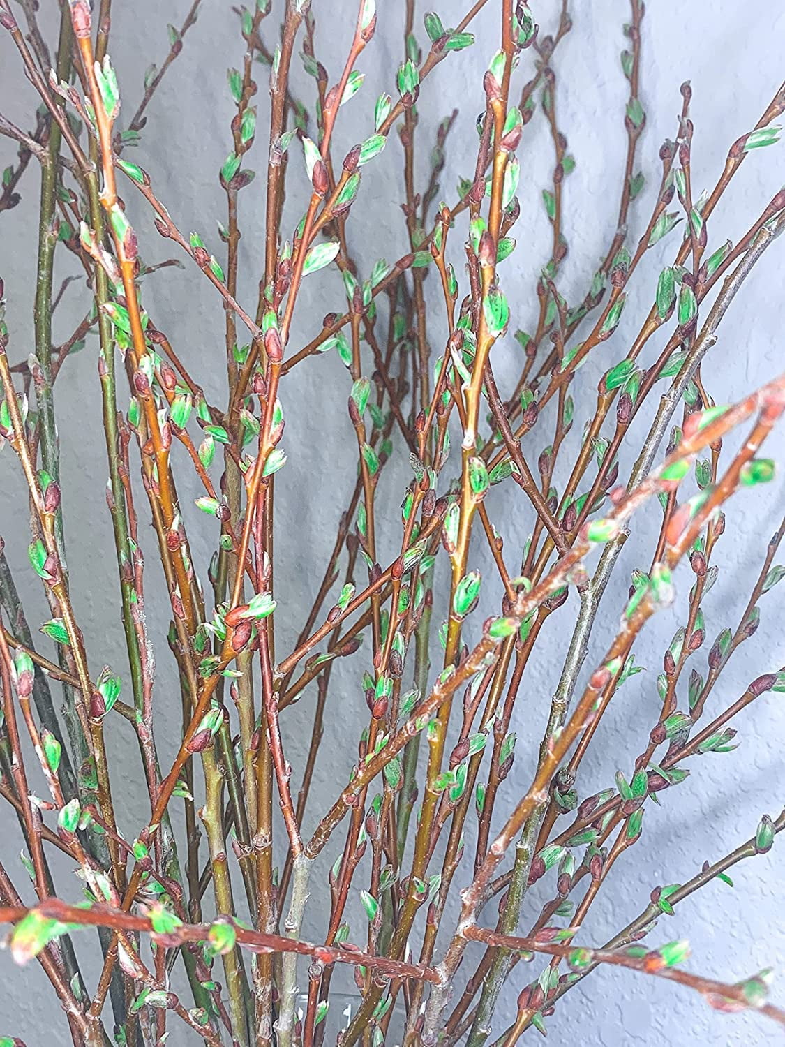 Living Vase Decor - Live and Growing Willow Branches - No Vase Included ...