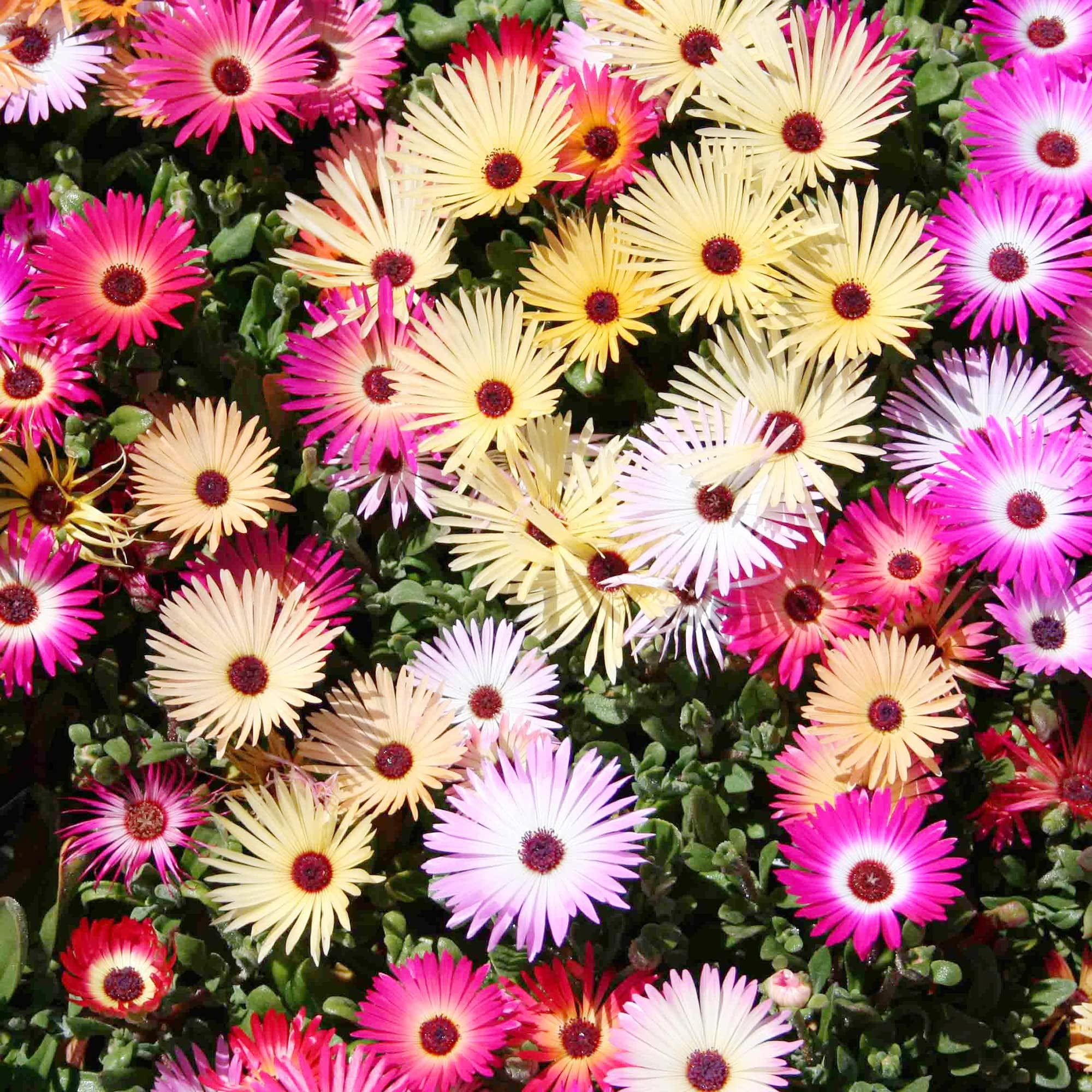 Livingstone Daisy Seeds Tender Succulents Drought & MHD1Salt Tolerant ...