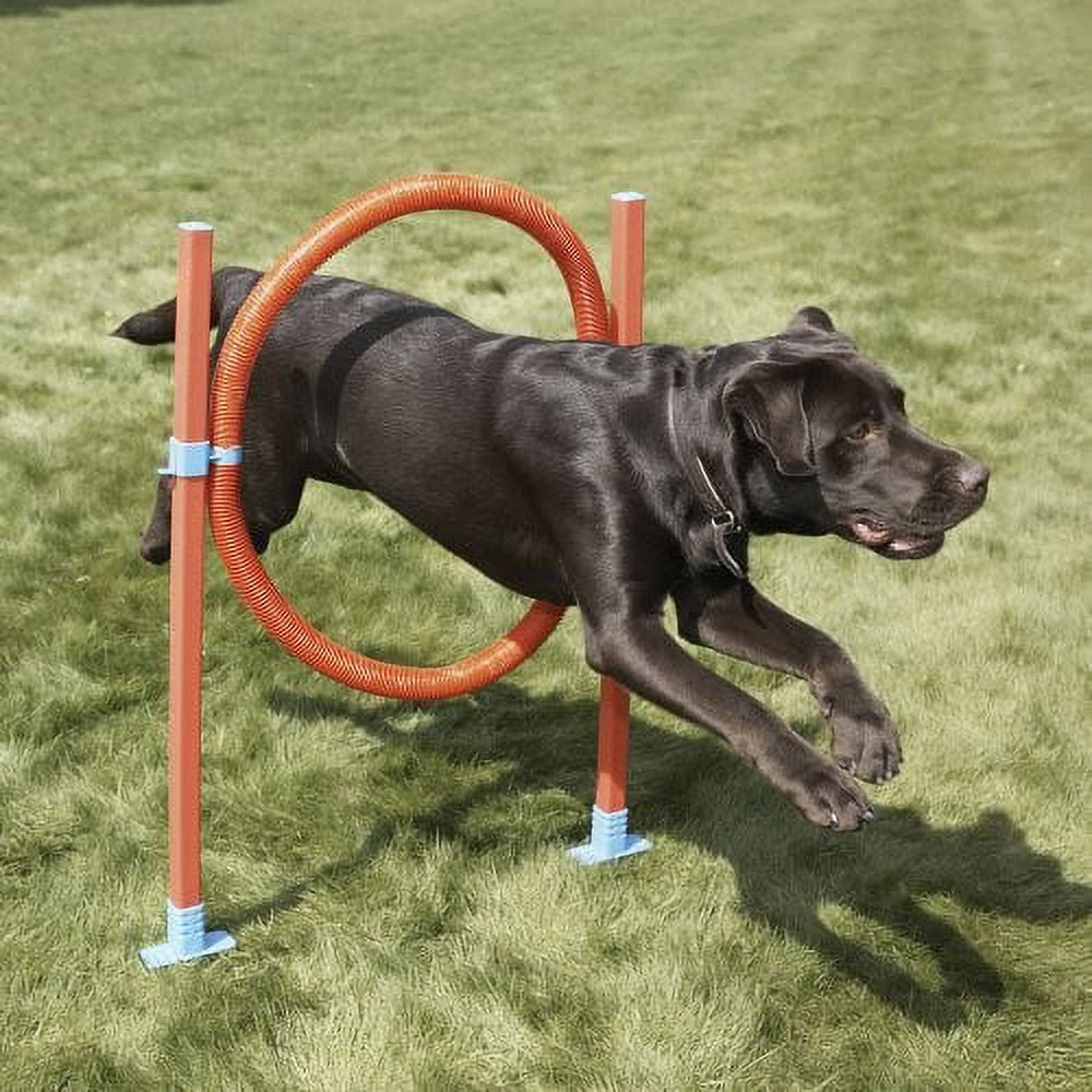 Lixit Jump Hoop Dog Agility Starter Equipment - Walmart.com