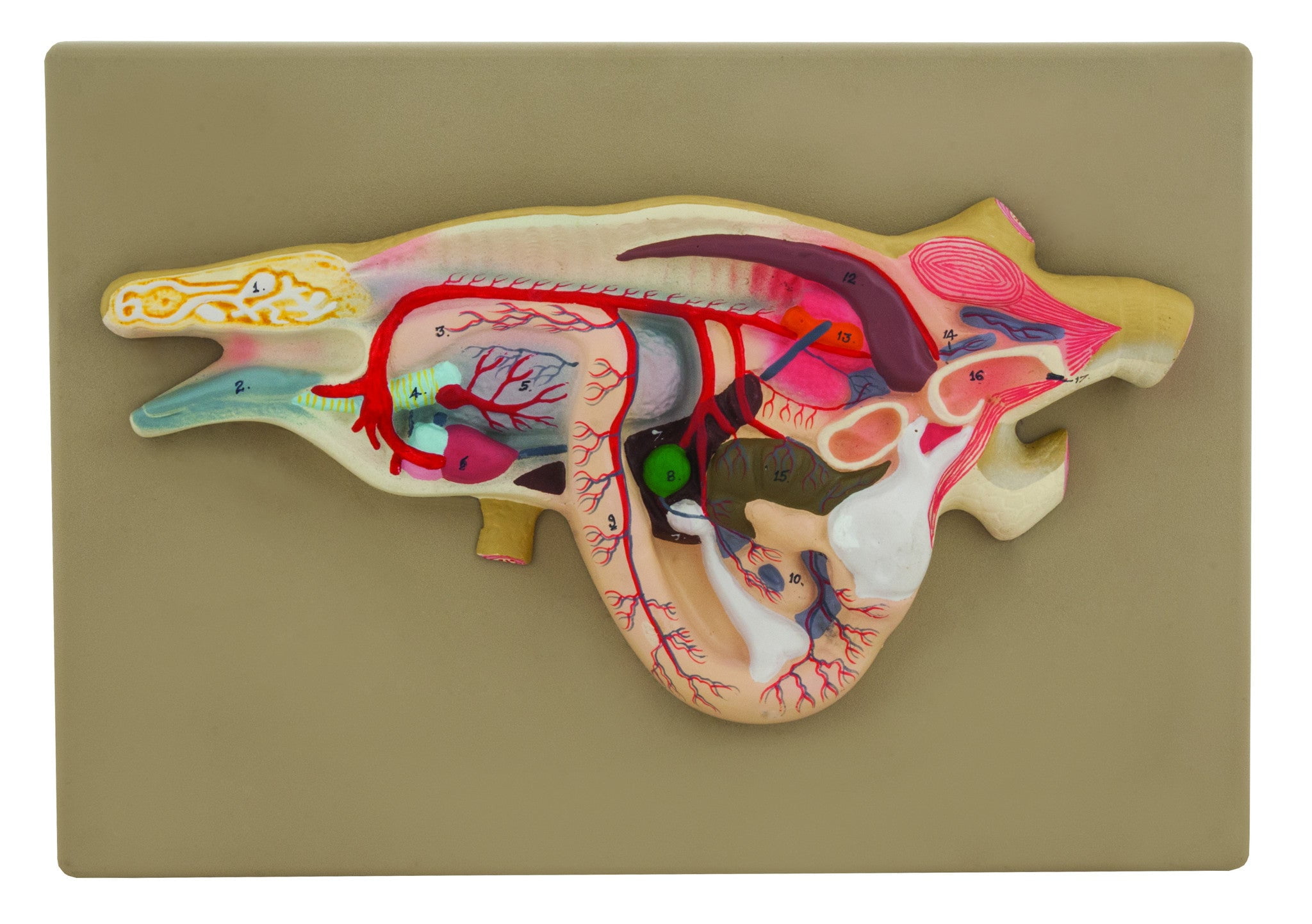 Lizard Dissection Model - Mounted on 13" x 9" Plastic Base - Reptile ...