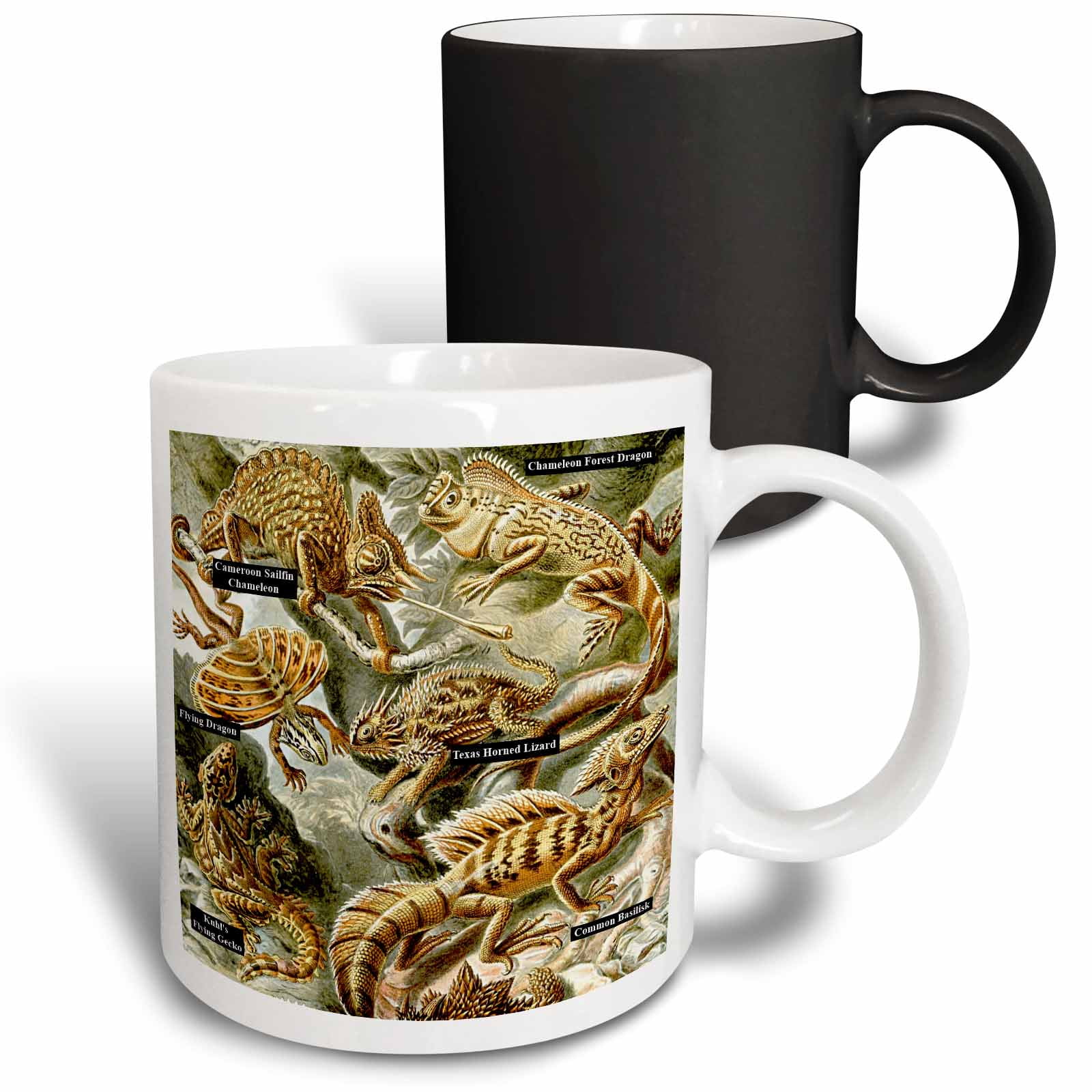 3drose, Lizards and Reptiles with Name Labels Reptile Identification ...