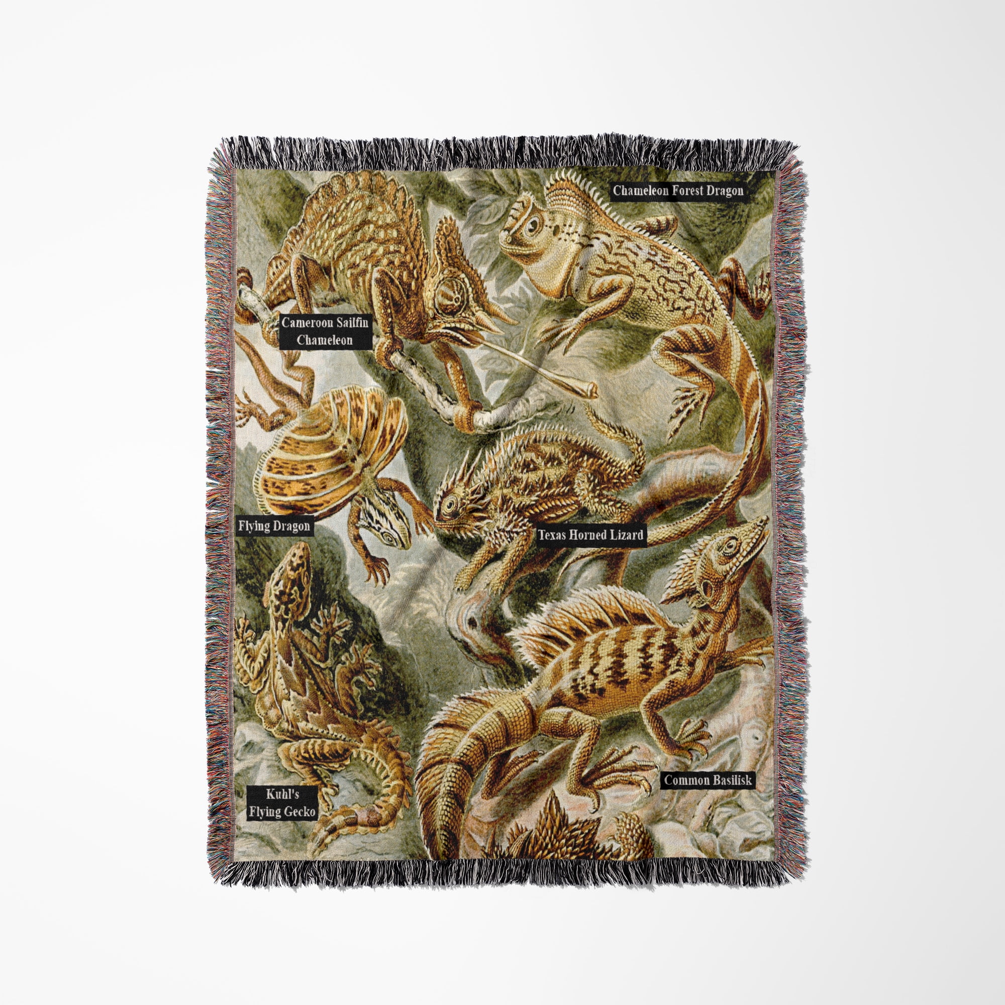 Lizards And Reptiles With Name Labels Reptile Identification Chart ...