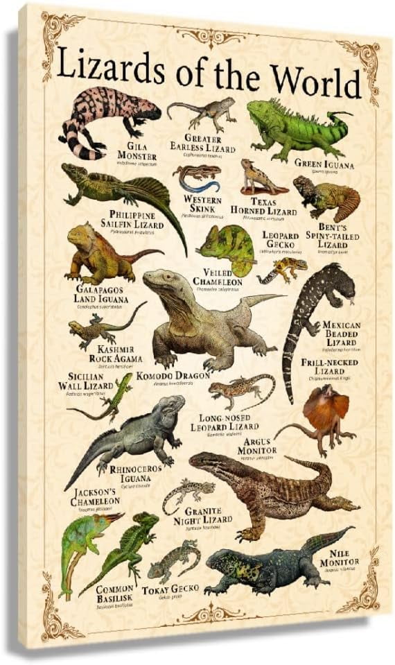 Lizards Animal Wall Art Knowledge Poster Educational Wall Art Vintage ...