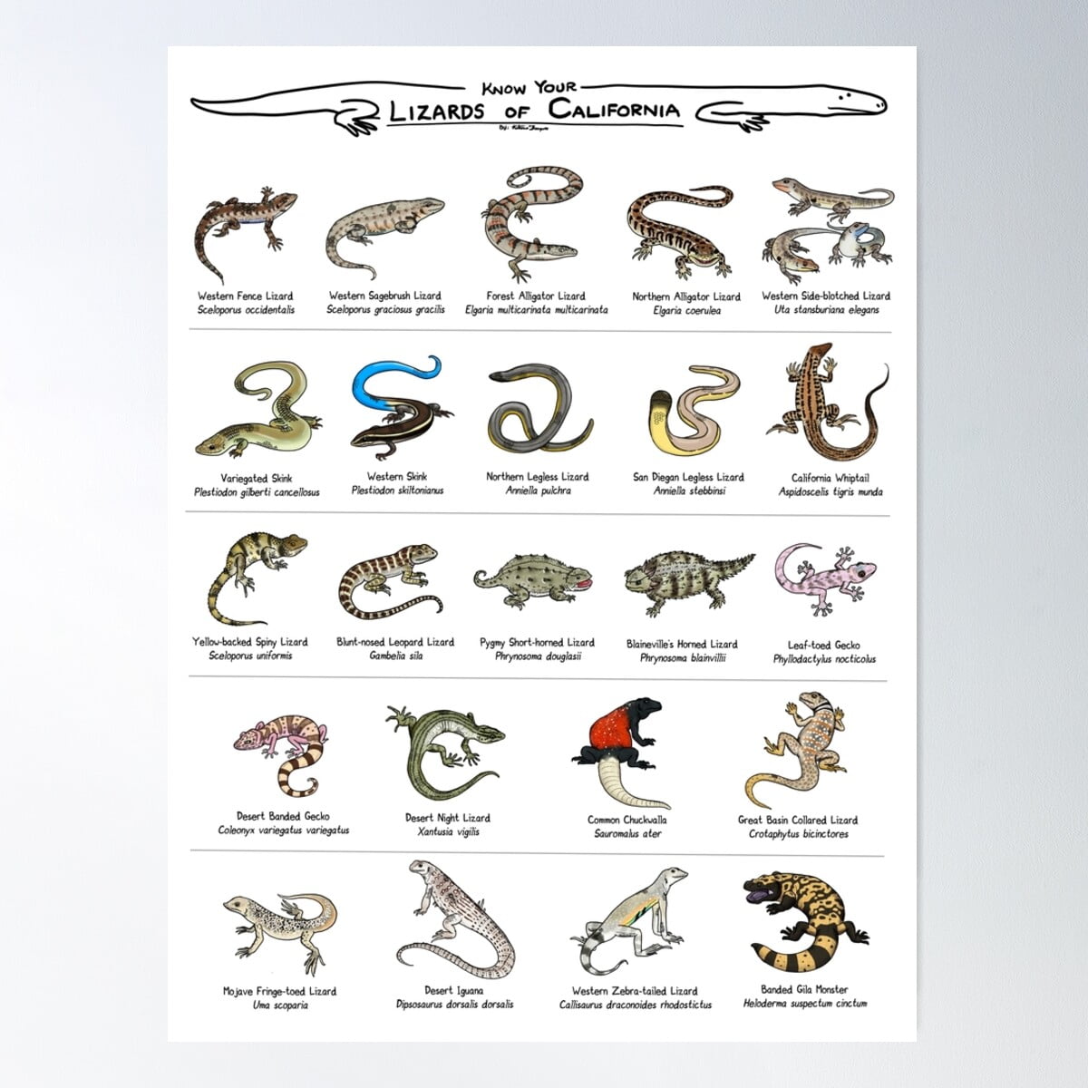 Lizards Of California Poster Wall Art, Modern Wall Decor For Living ...