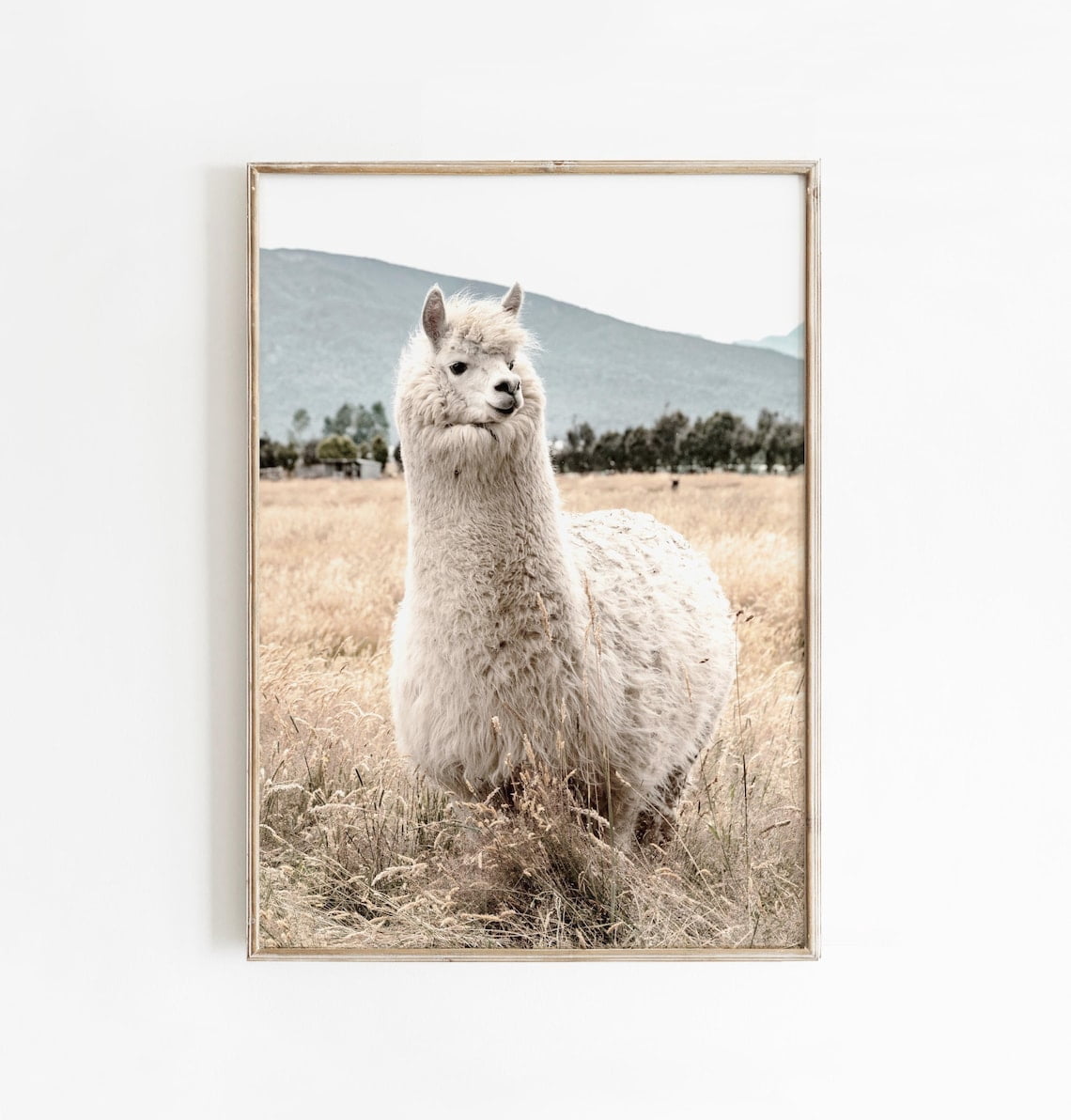 Llama Poster alpaca photography boho room wall art Poster, Unframed ...