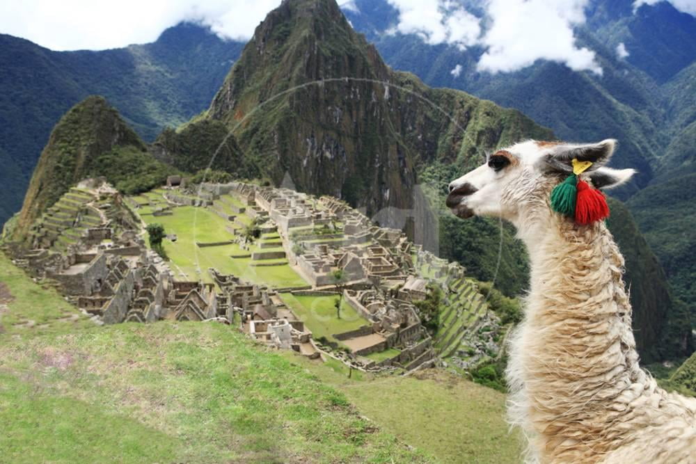 Llama at Historic Lost City of Machu Picchu Peru, Animals Unframed ...