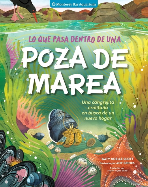 Lo Que Pasa Dentro de Una Poza de Marea: Una Cangrejita ErmitaÃ±a En ...