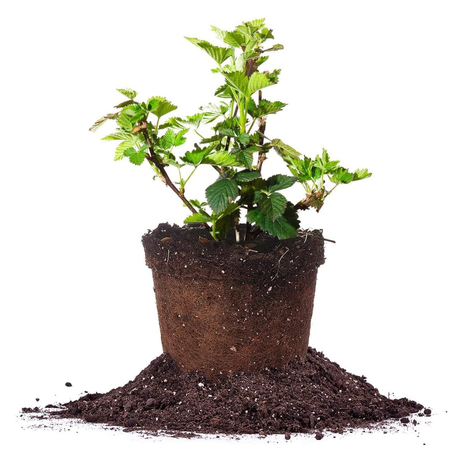 LoWyiL PrimeArk Freedom BlackBerry Bush 1 Gallon | Live Thornless Fruit ...