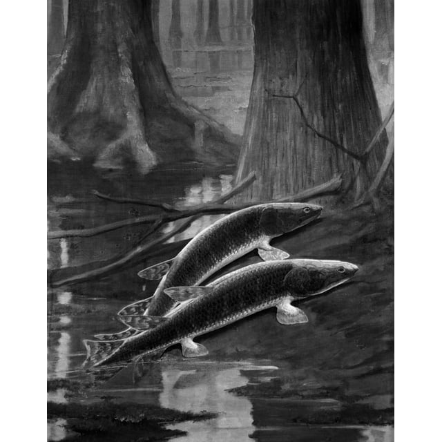 Lobe-Finned Fish. /Neusthenopteron Lobe-Finned Fish Of The Devonian Era ...