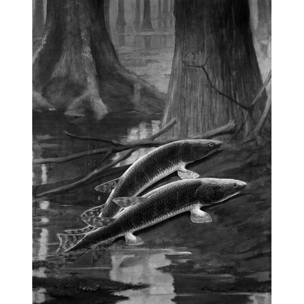 Lobe-Finned Fish. Neusthenopteron Lobe-Finned Fish Of The Devonian Era ...
