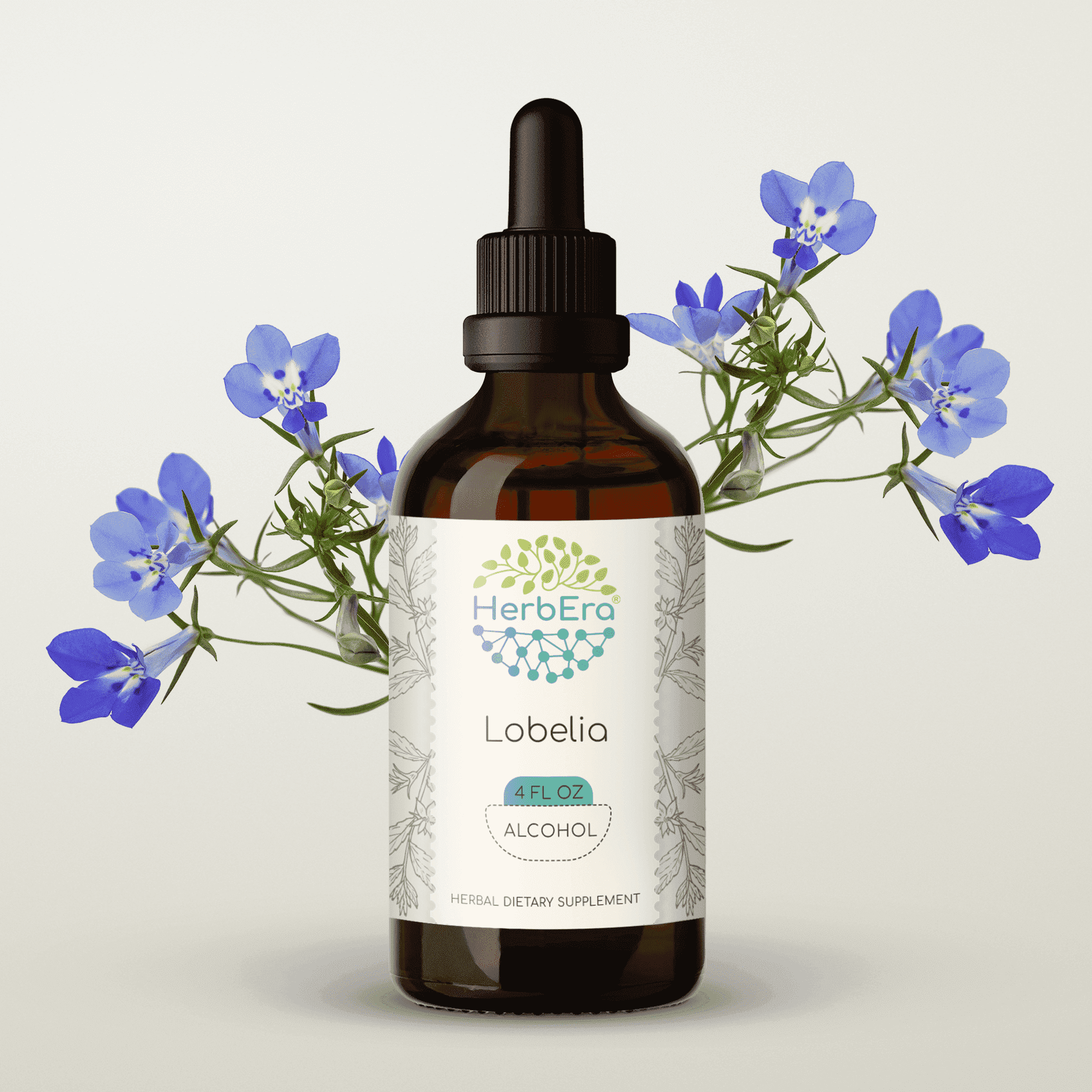 HerbEra Lobelia Tincture, Herbal Dietary Supplement for Respiratory ...