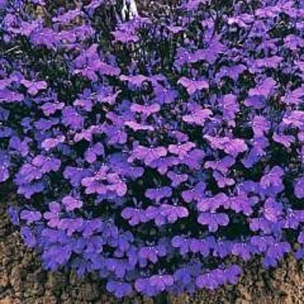 Seed Kingdom 5000 Lobelia Flower Seeds, Deep Blue Annual Blooms ...
