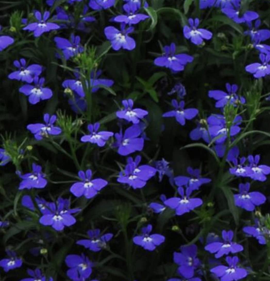 Lobelia Regatta Series Midnight Blue Lobelia MVR1 Erinus Annual Flower ...