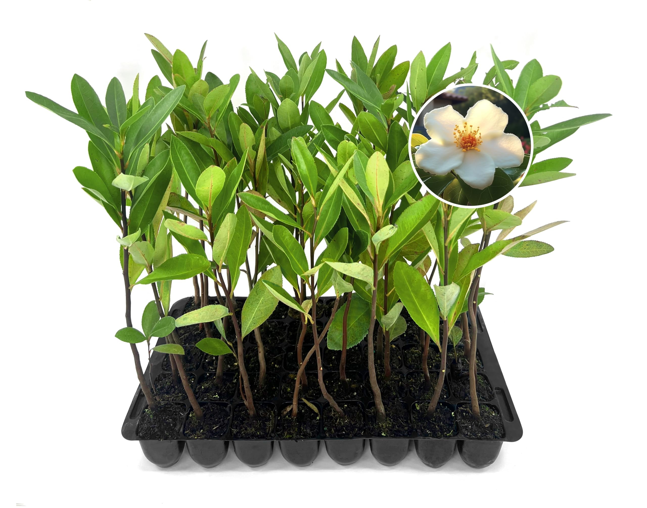 Loblolly Bay | 3 Live Plants | Gordonia lasianthus | Evergreen ...