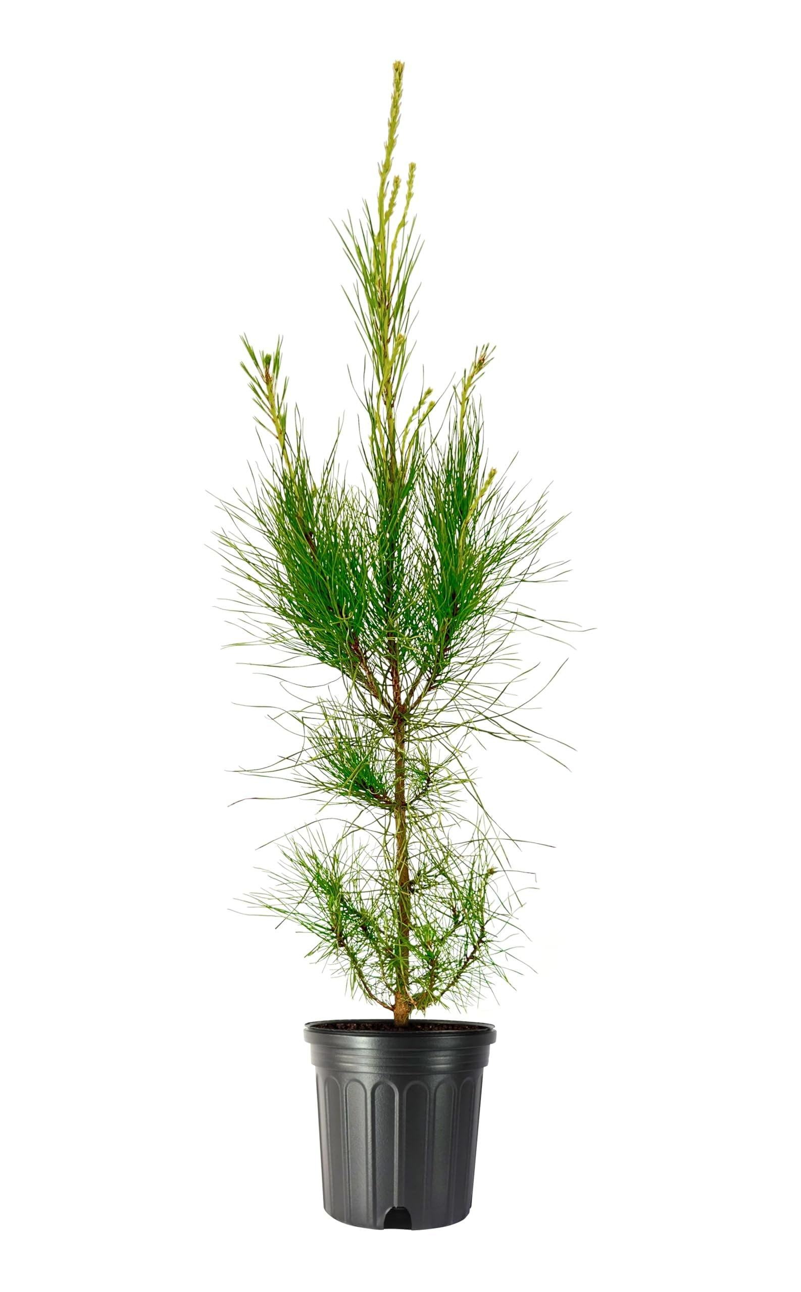 Loblolly Pine Tree 1 Large Gallon Size Pot Pinus Taeda Fast-Growing Evergreen Shade Tree Plants ...