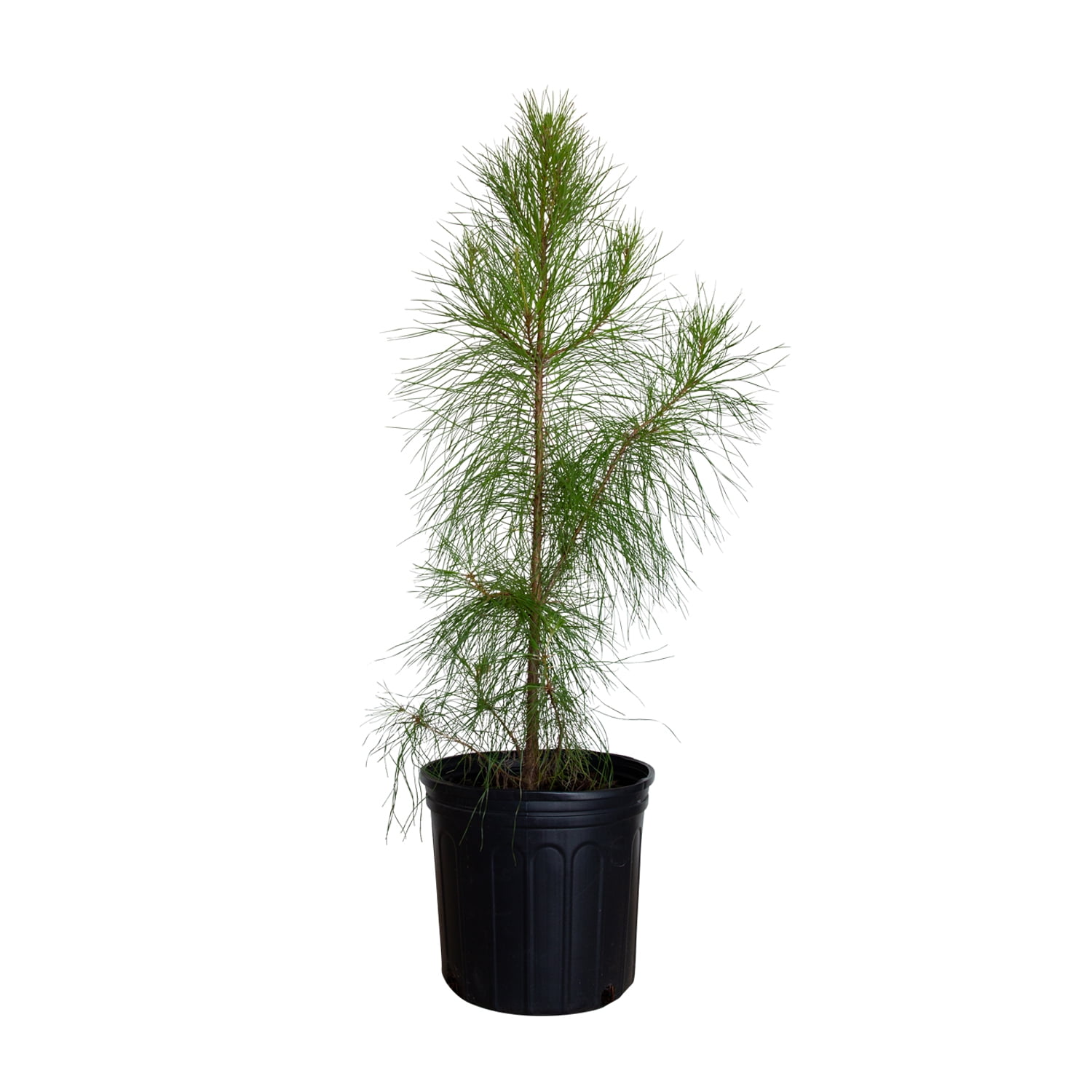 Free Shipping! Loblolly Pine Tree (2.5 Gallon) - Walmart.com