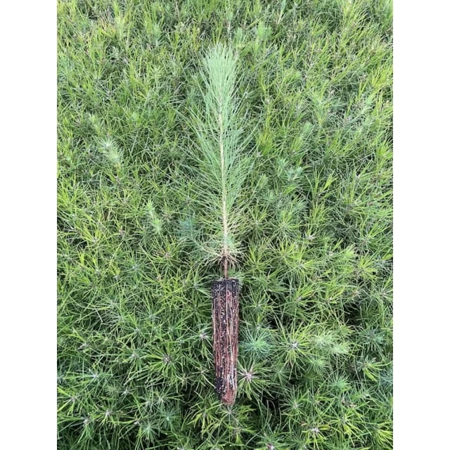 Loblolly Pine Tree Plants 3 Live Seedlings Pinus Taeda Fast-Growing ...