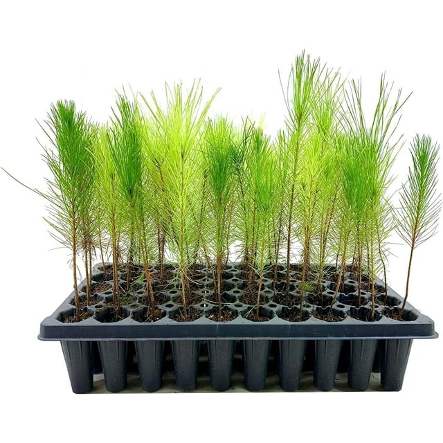 Loblolly Pine Tree Plants 40 Live Seedlings Pinus Taeda Fast-Growing ...