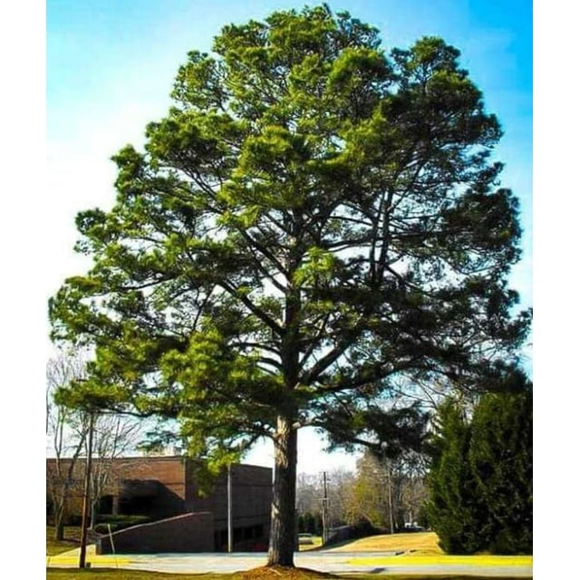 Loblolly Pine Tree Seedlings for Planting - Attractive Evergreen Trees (1 Seedling) - Walmart.com