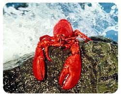 Lobster Coasters - Walmart.com