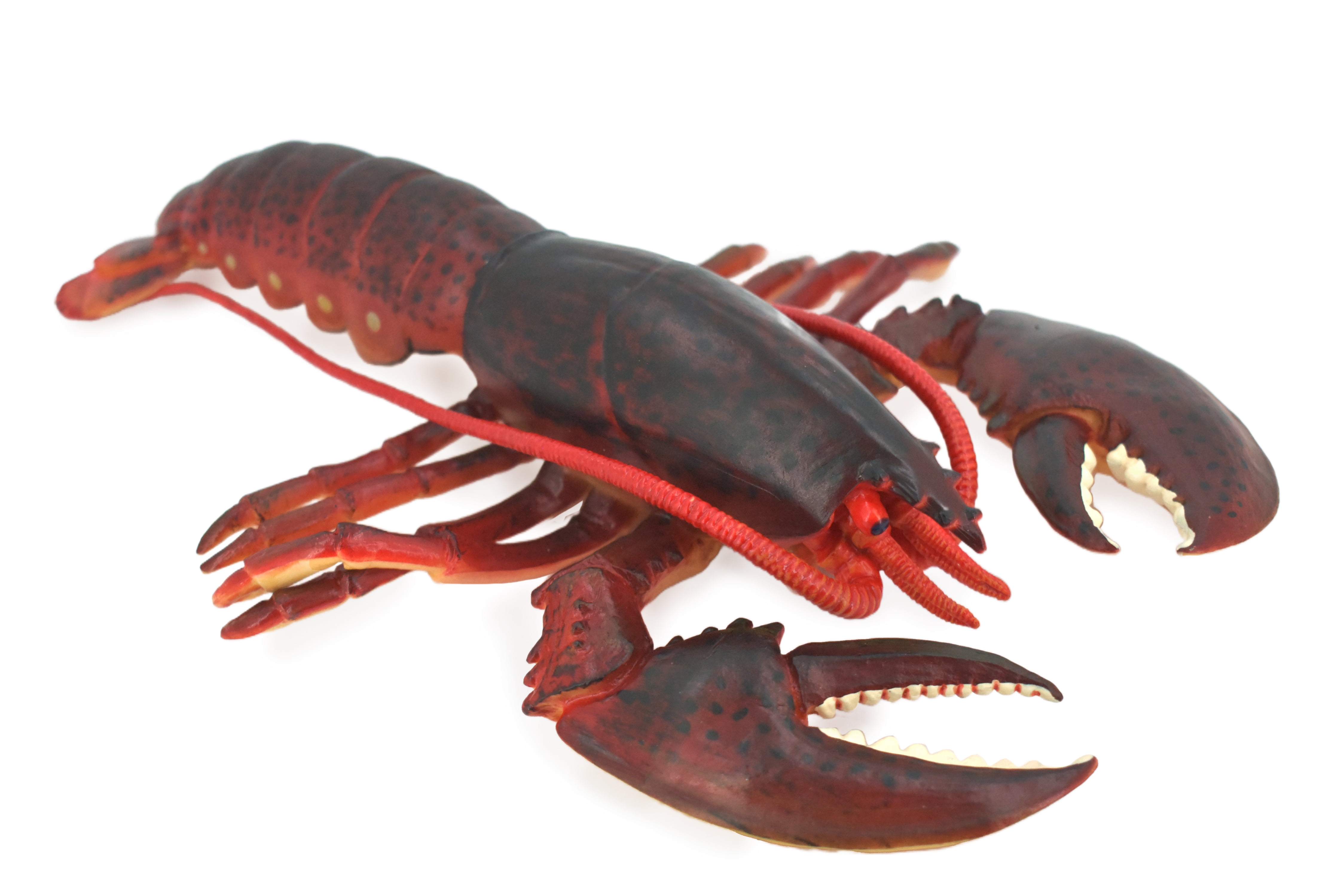 Lobster, East Coast, Maine, Red, Hard Rubber Crustaceans, Educational ...