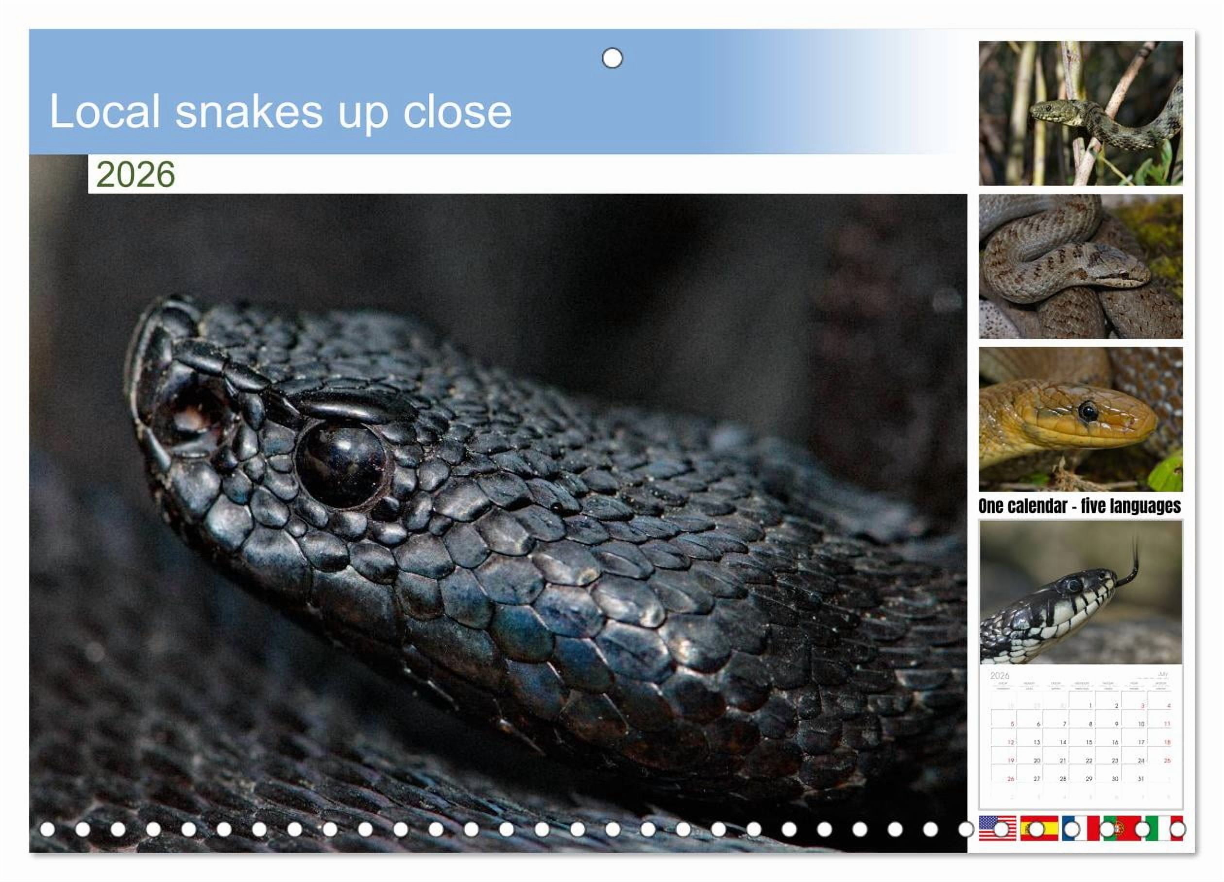 Local snakes up close (Monthly Wall Calendar 2026 11.7 x 16.5 (open ...
