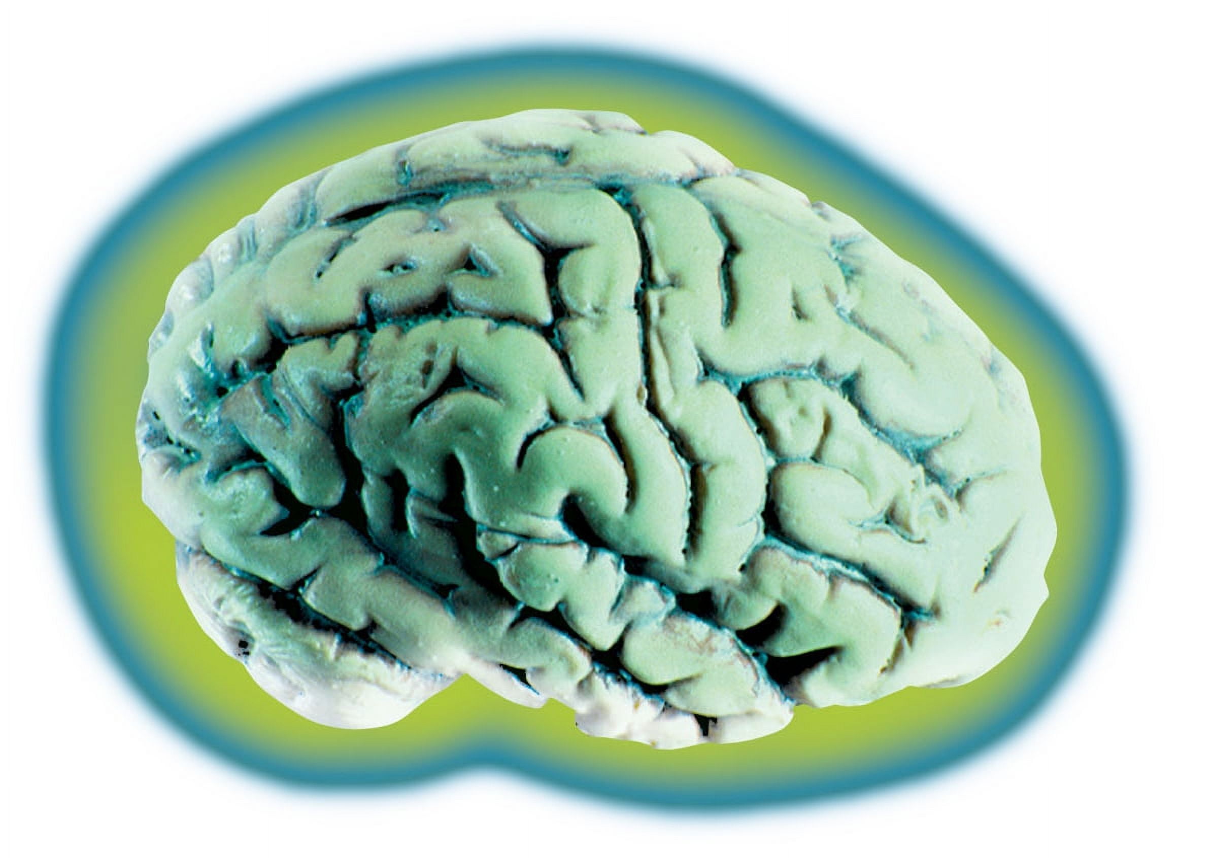 Loftus Glowing Alien Organ Brain Halloween Decoration Prop, Green ...