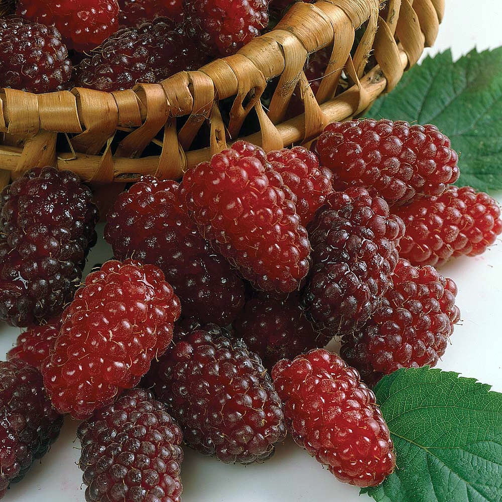 Loganberry Plant - 4" Pot - Blackberry Look, Raspberry Taste ...