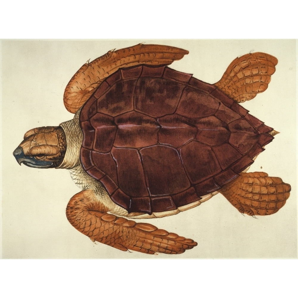 Loggerhead Turtle 1585. Ncaretta Caretta Caretta Watercolor C1585 By ...